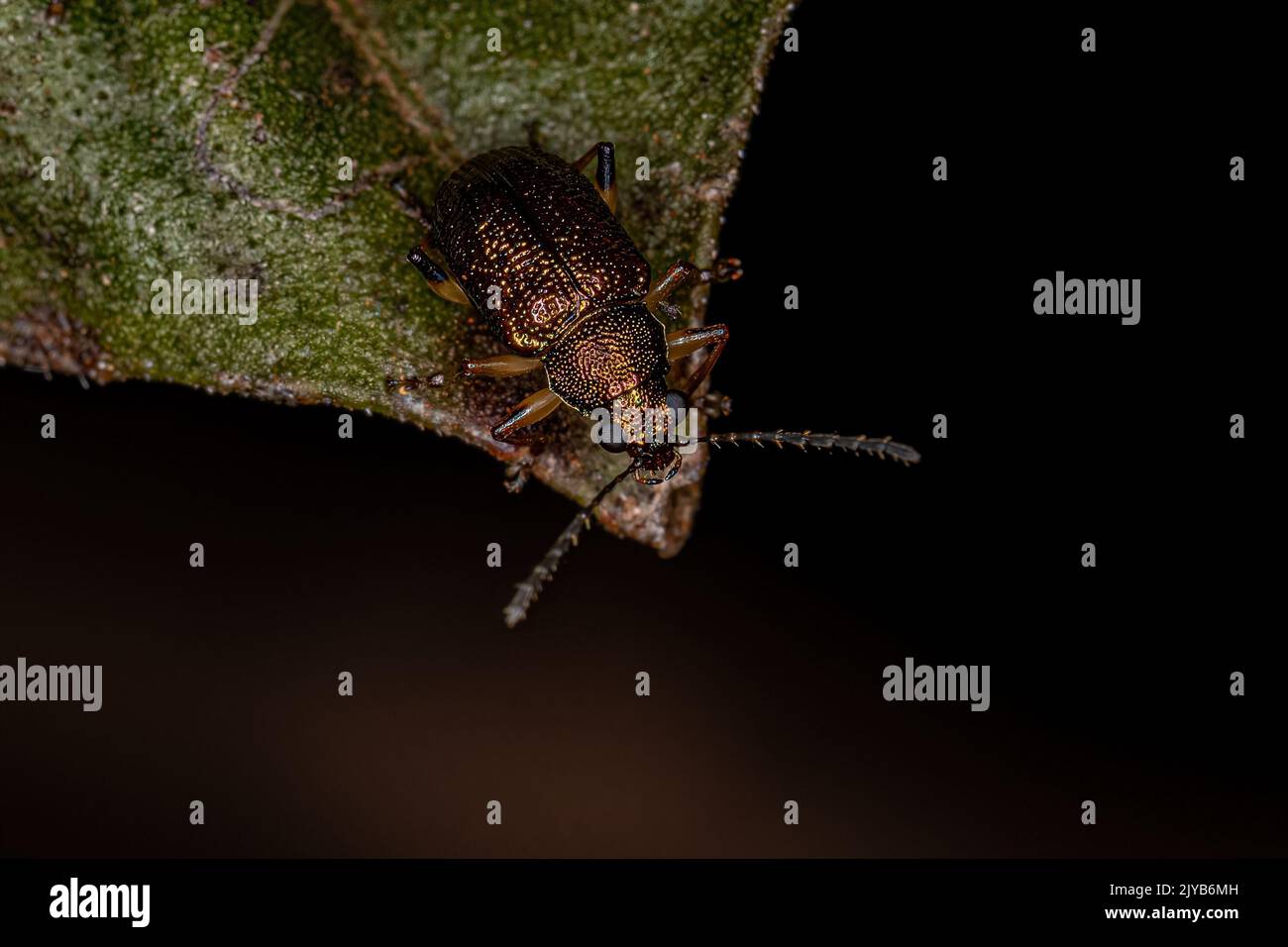 Adult Leaf Beetle of the Subfamily Eumolpinae Stock Photo - Alamy