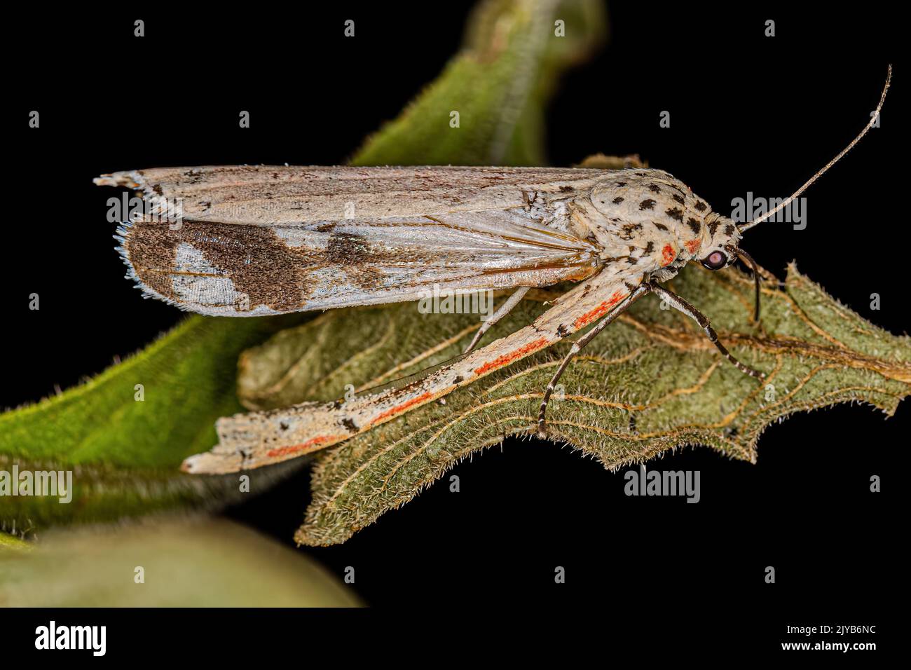 Beautiful utetheisa hi-res stock photography and images - Alamy