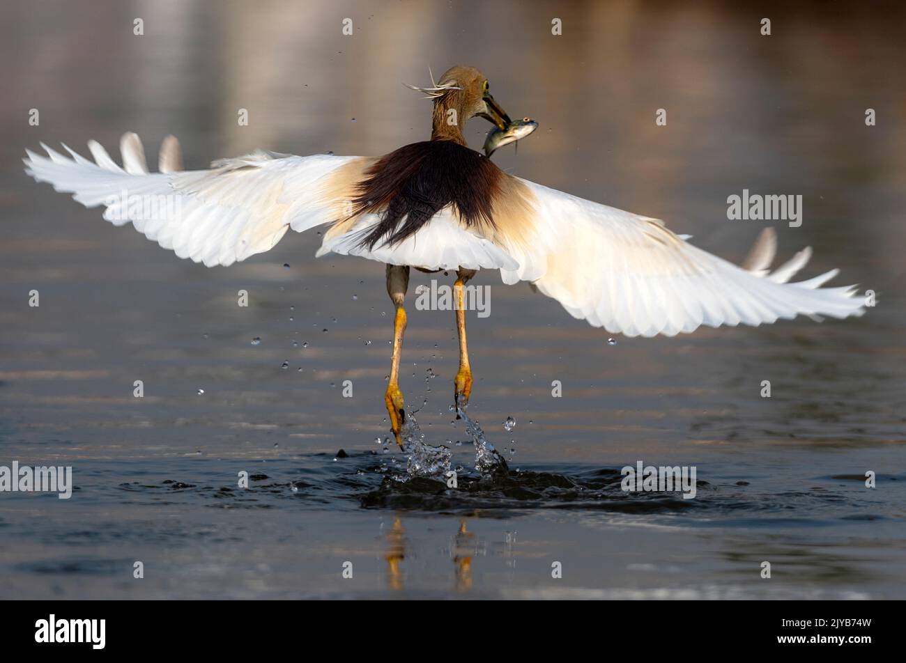 bird is flying and diving to prey fish in the pond,The Indian pond ...