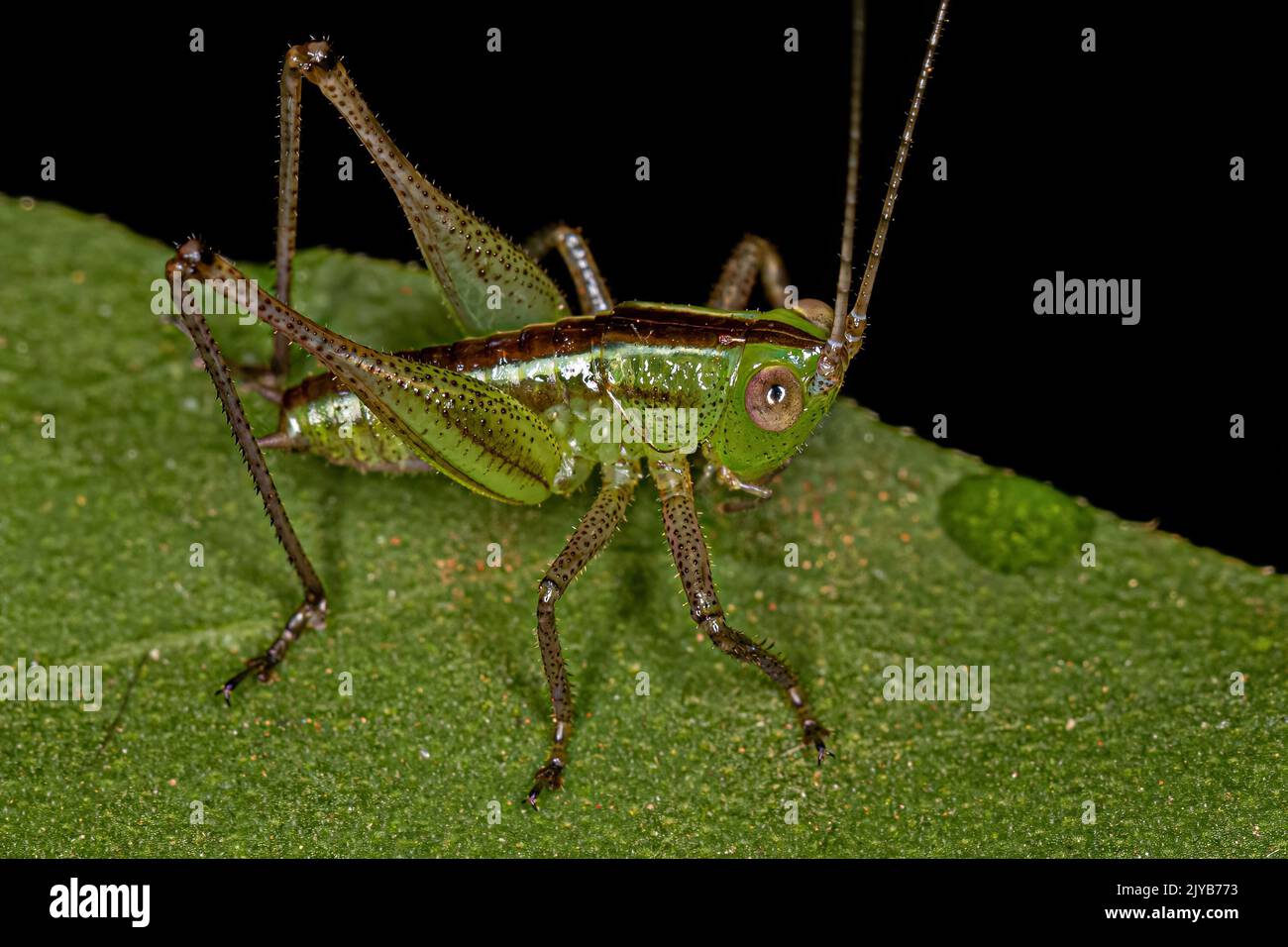 Lesser Meadow Katydid Nymph of the Genus Conocephalus Stock Photo - Alamy