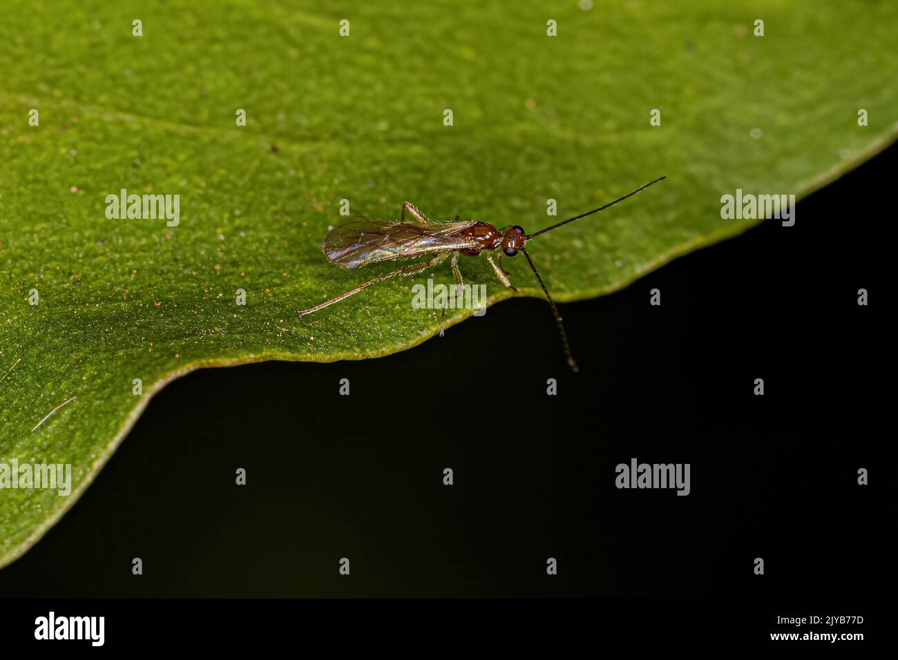 Adult Braconid Wasp of the Family Braconidae Stock Photo - Alamy