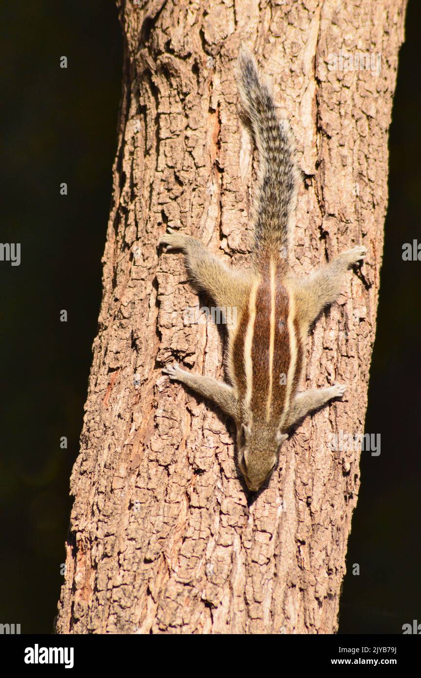Indian squirrel on tree, Funambulus palmarum, Satara, Maharashtra ...
