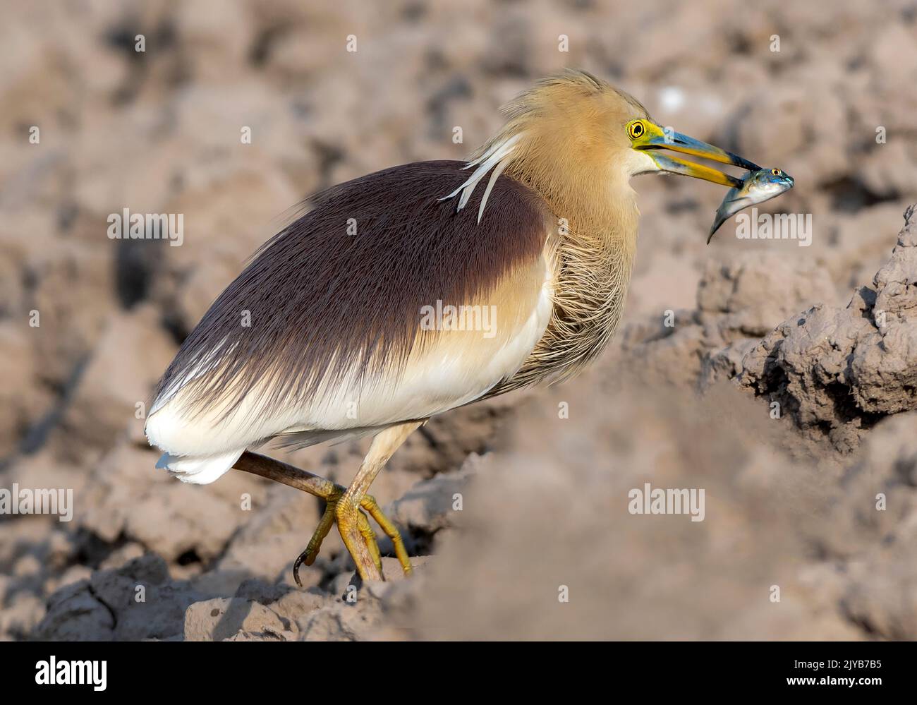 bird is flying and diving to prey fish in the pond,The Indian pond ...