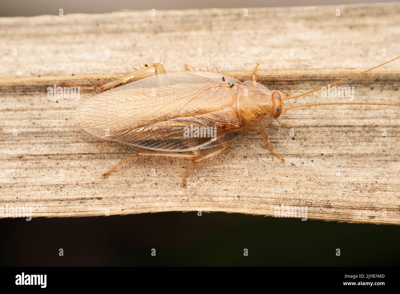 Amber wood cockroach , Ectobitus vittiventris, Satara, Maharashtra ...