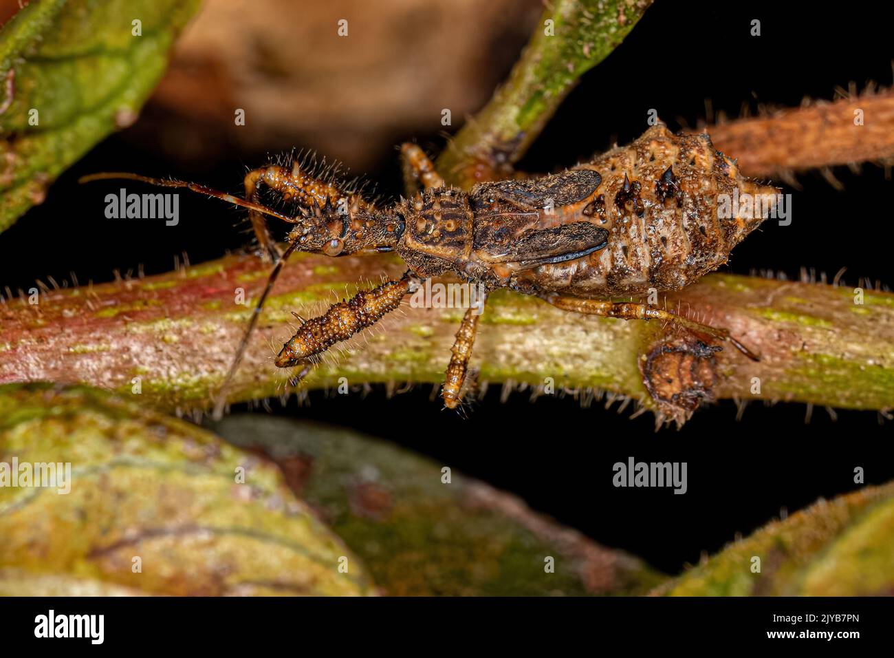 Assassin Bug Nymph of the Tribe Harpactorini Stock Photo - Alamy