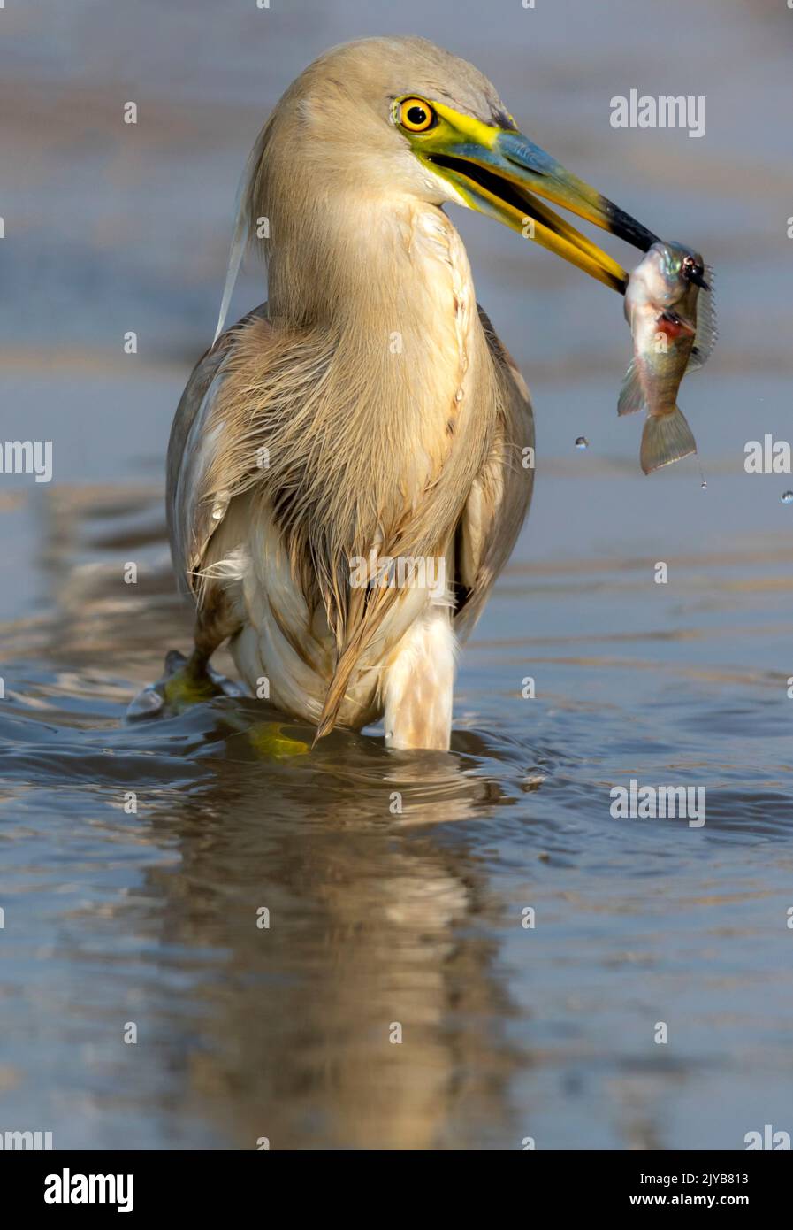 bird is flying and diving to prey fish in the pond,The Indian pond ...