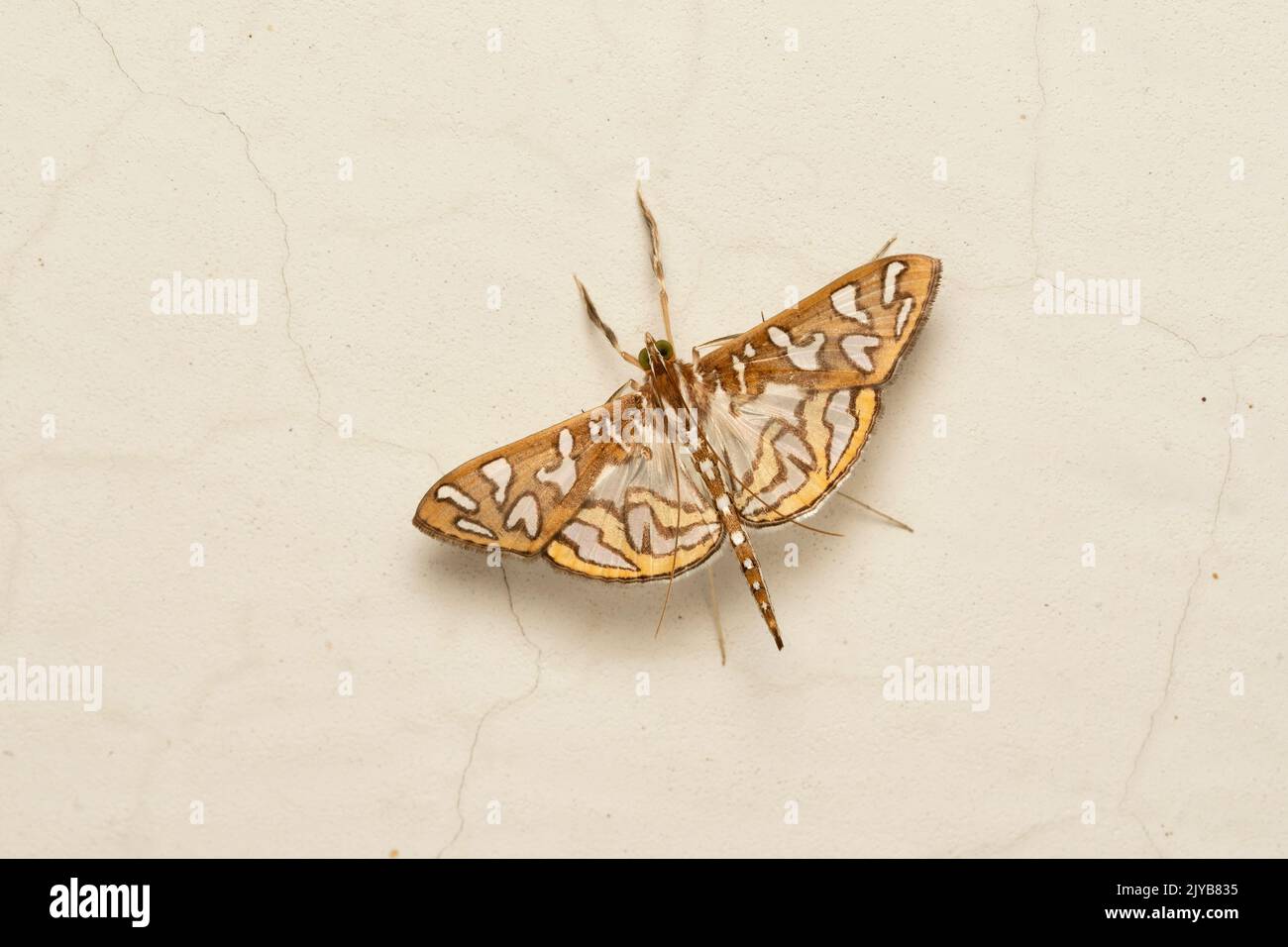 Long antennae moth, Samea ecclesialis, Satara, Maharashtra, India Stock ...