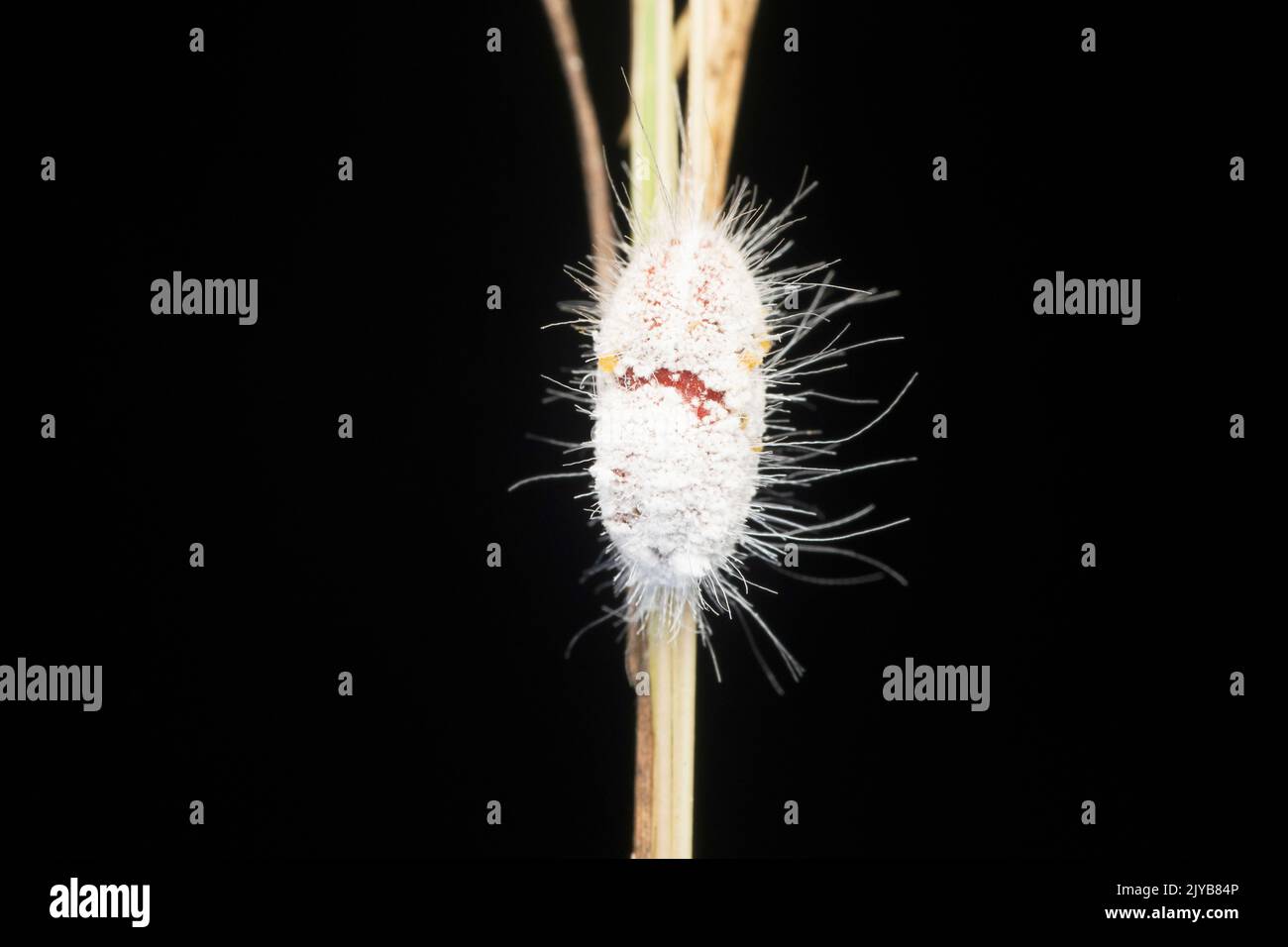 Mealy bug , Planococcus citri, Satara, Maharashtra, India Stock Photo ...