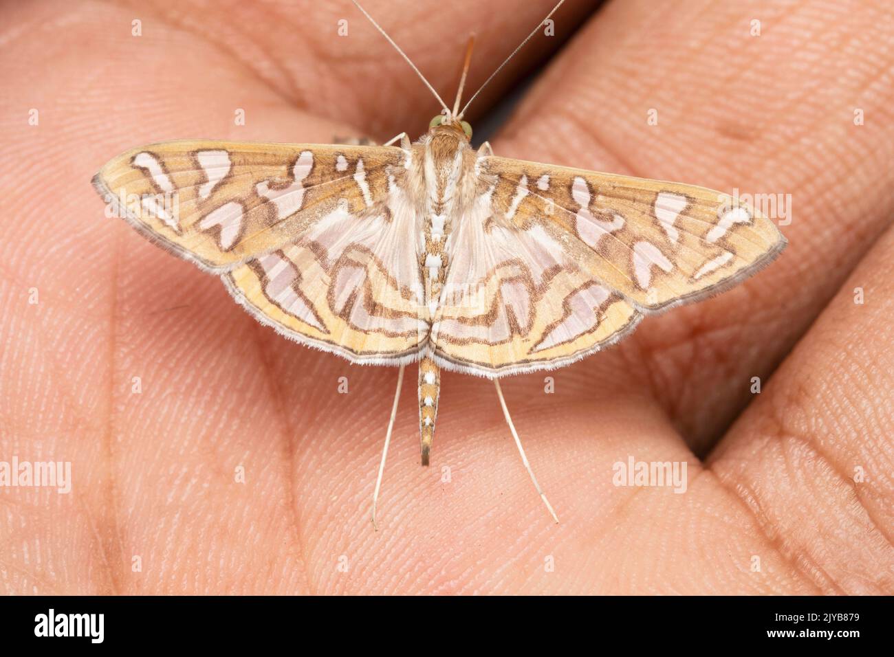 Long antennae moth on palm of hand, Samea ecclesialis, Satara ...