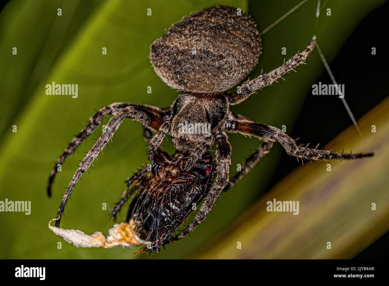 Small Orbweaver Spider of the Family Araneidae Stock Photo - Alamy
