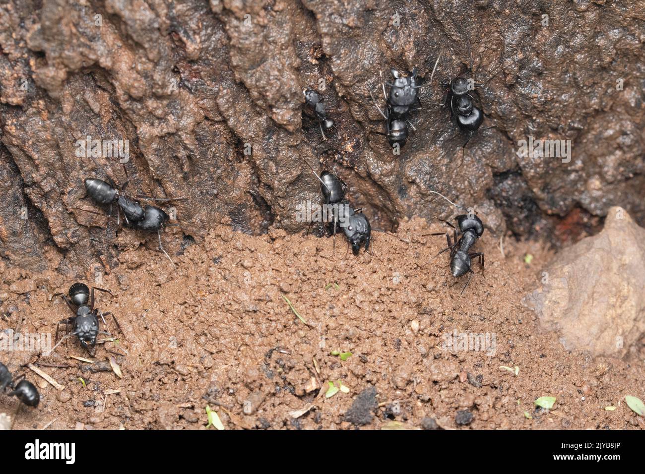 Black ants building nest, Componotus compressus, Satara, Maharashtra ...