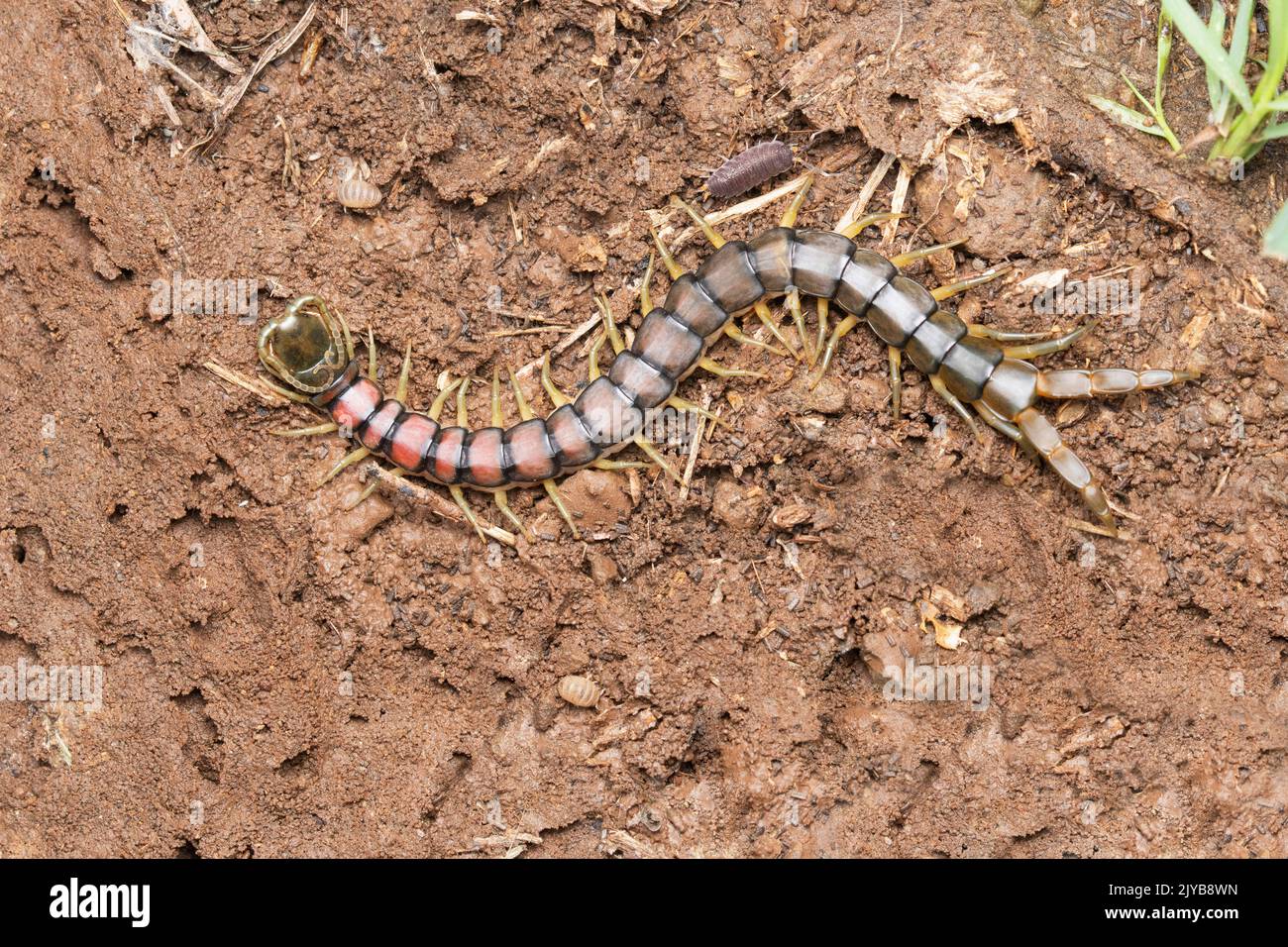 Scolopendra cingulata hi-res stock photography and images - Alamy