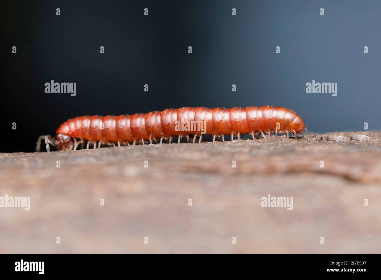 Common millipidae, Julus carpathicus, Satara, Maharasthra, India Stock ...