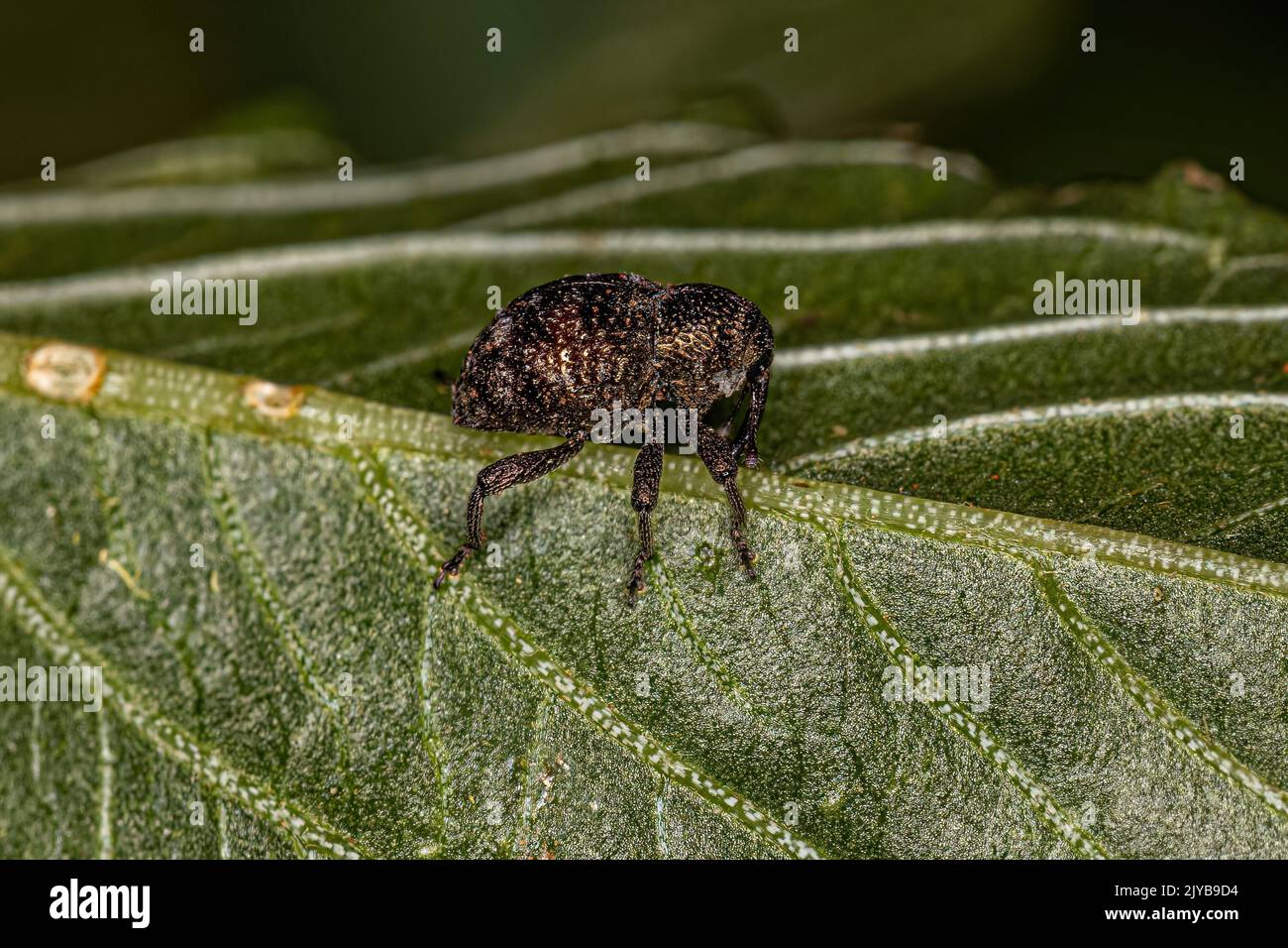 Adult true Weevil of the Genus Chalcodermus Stock Photo - Alamy