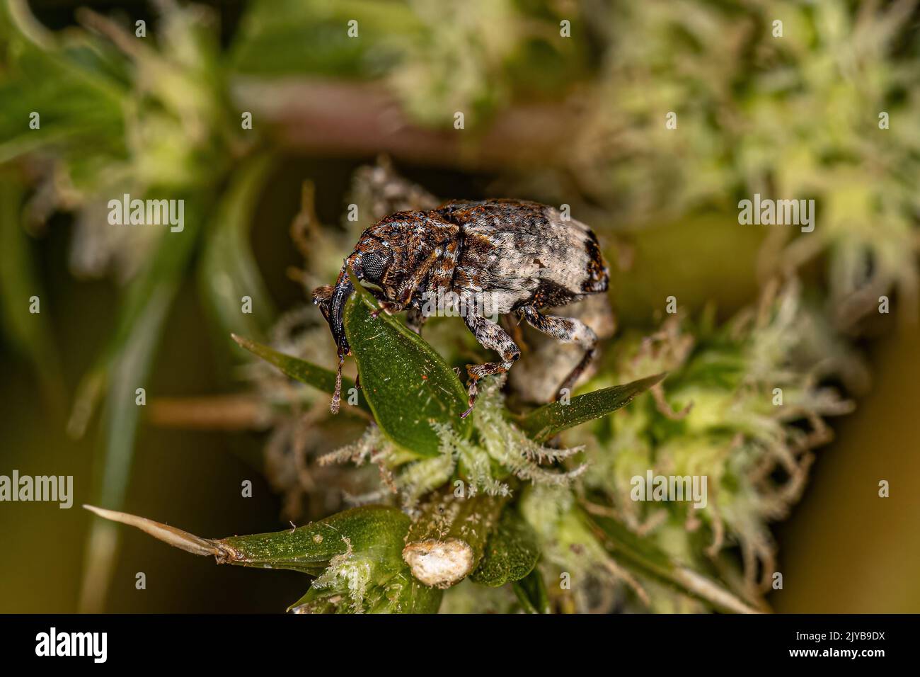 Adult True Weevil of the Family Curculionidae Stock Photo - Alamy