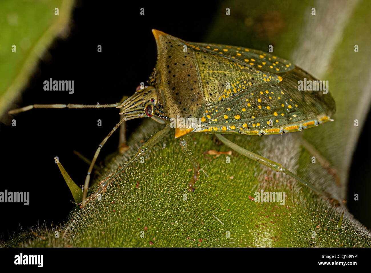adult White spotted Arvelius stink bug of the species Arvelius ...