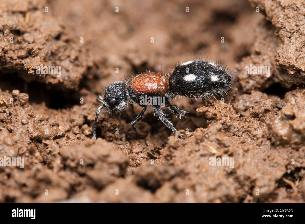 Velvet ant, Dolichomutilla sycorax, Satara, Maharashtra, India Stock ...