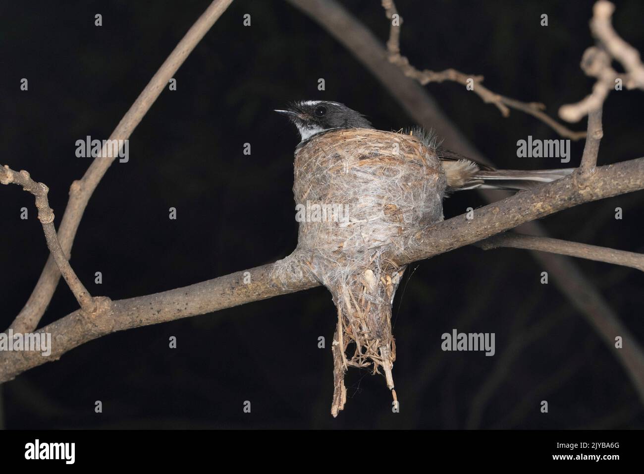 White throated fantail bird in nest, Rhipidura albicollis, Satara ...