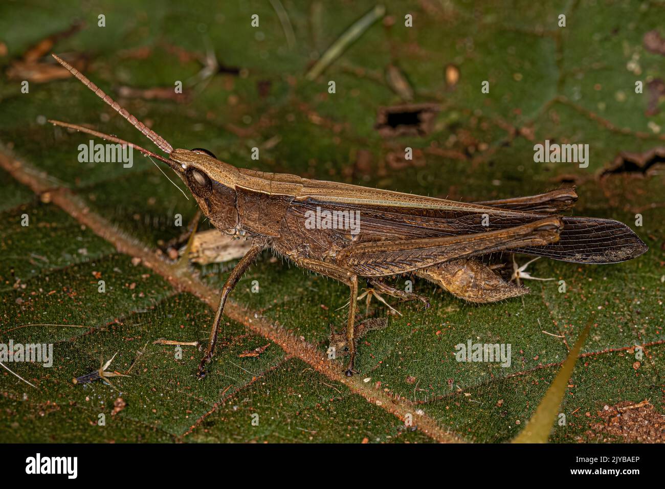 Adult Short-horned Grasshopper of the Family Acrididae Stock Photo - Alamy