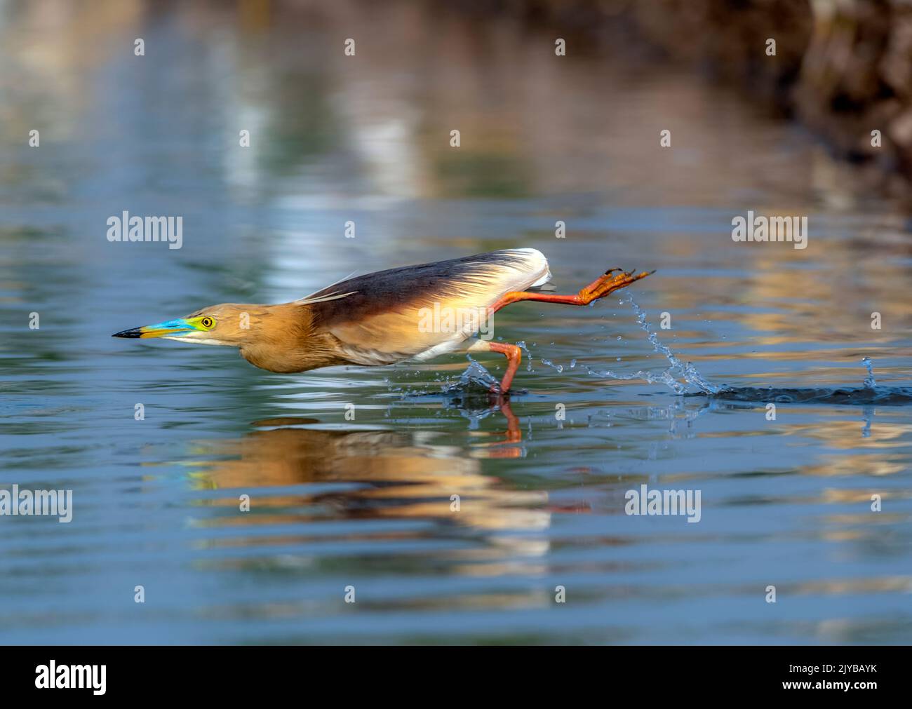 bird is flying and diving to prey fish in the pond,The Indian pond ...