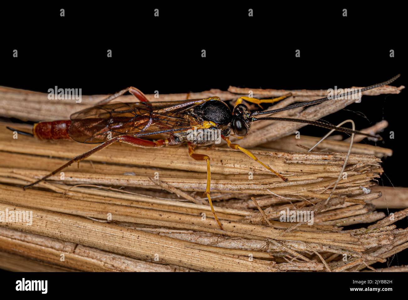 Adult Ichneumonid Wasp of the Family Ichneumonidae Stock Photo - Alamy