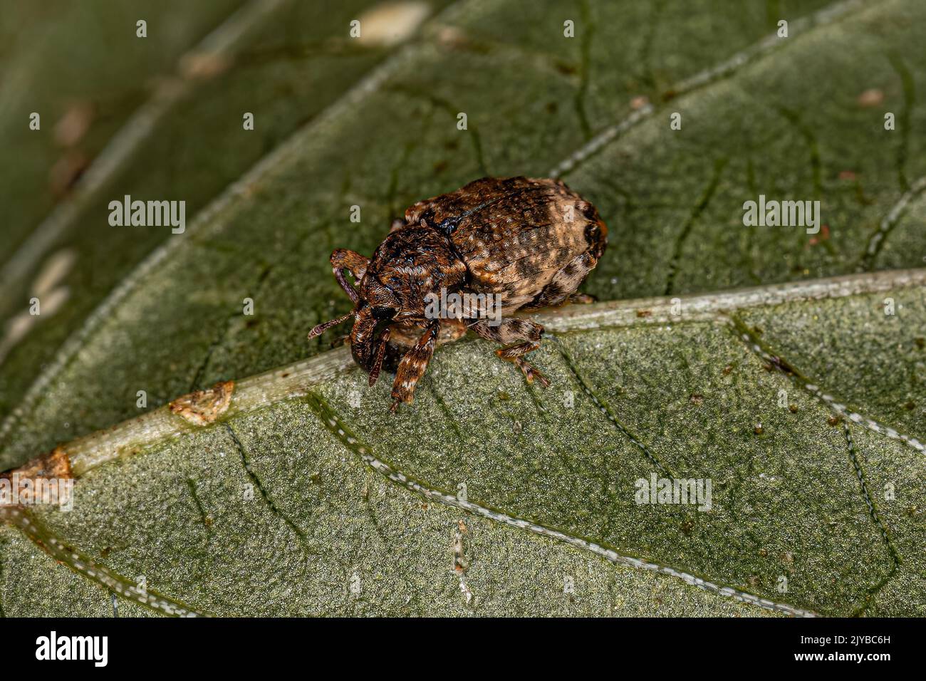 Adult True Weevil of the Family Curculionidae Stock Photo - Alamy