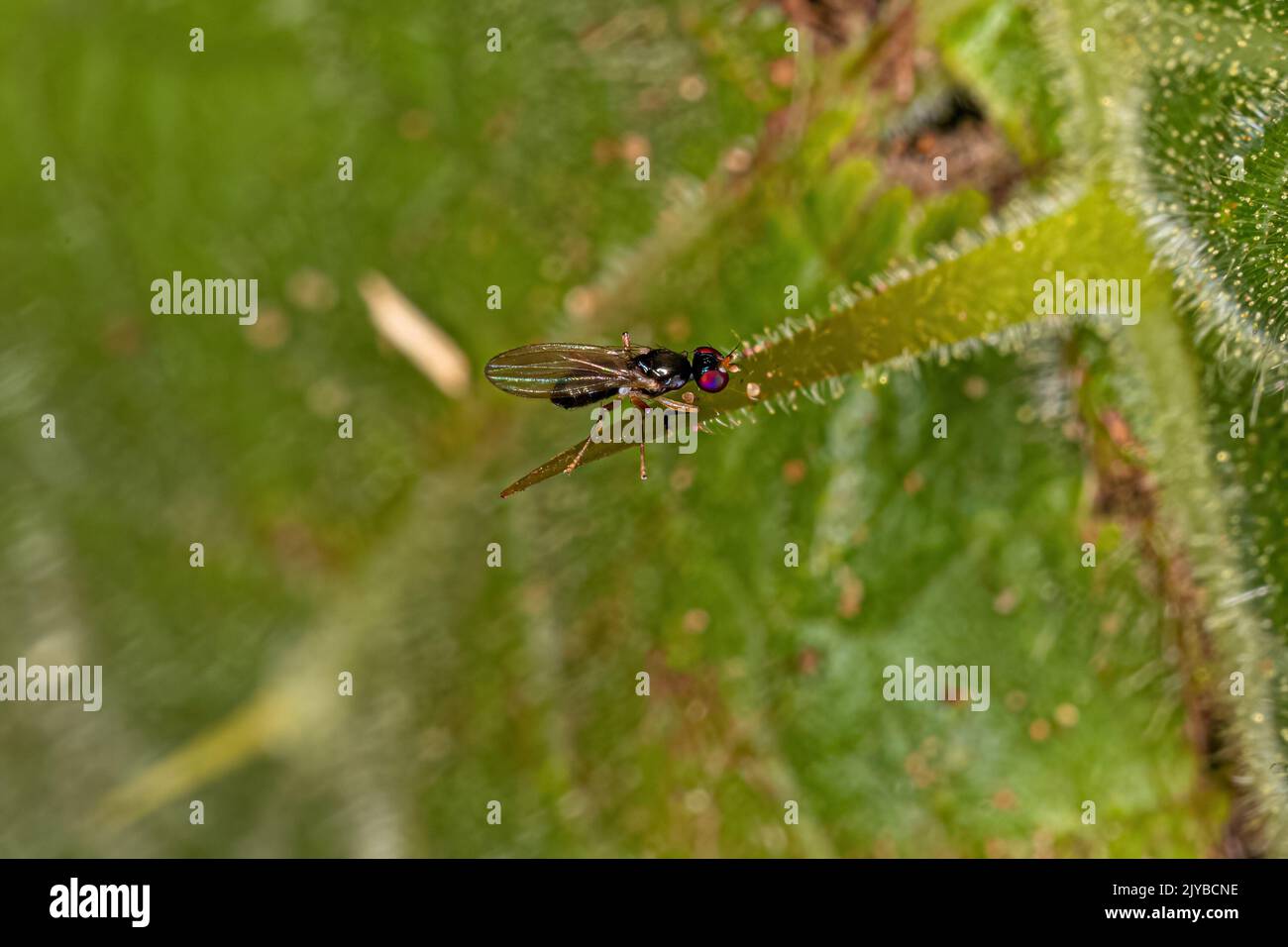 Adult Acalyptrate Fly of the Zoosubsection Acalyptratae Stock Photo - Alamy