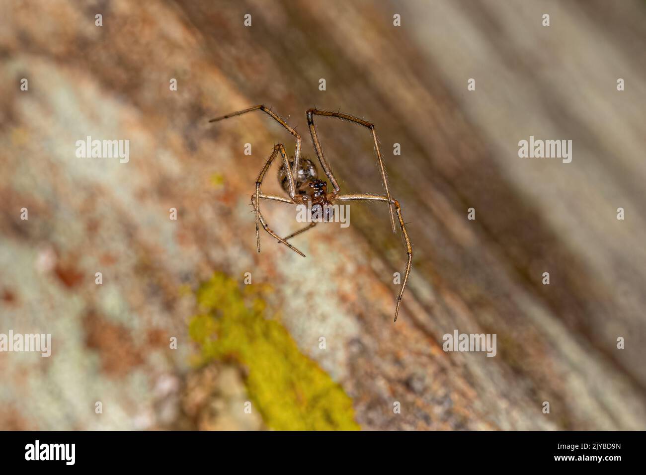 Male Small Araneoid Spider of the Superfamily Araneoidea Stock Photo ...