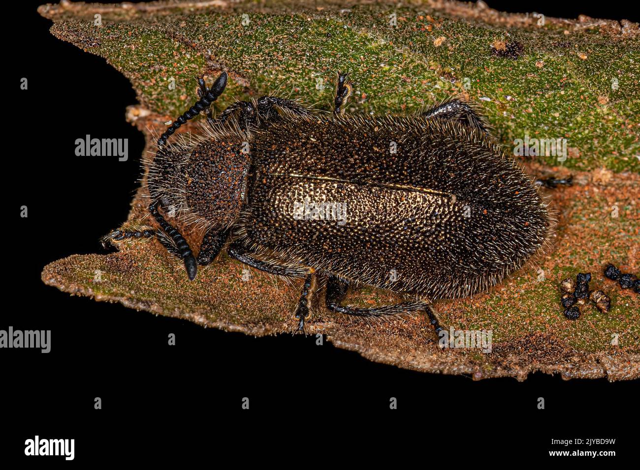 Adult Long-jointed Beetle of the species Lagria villosa Stock Photo - Alamy