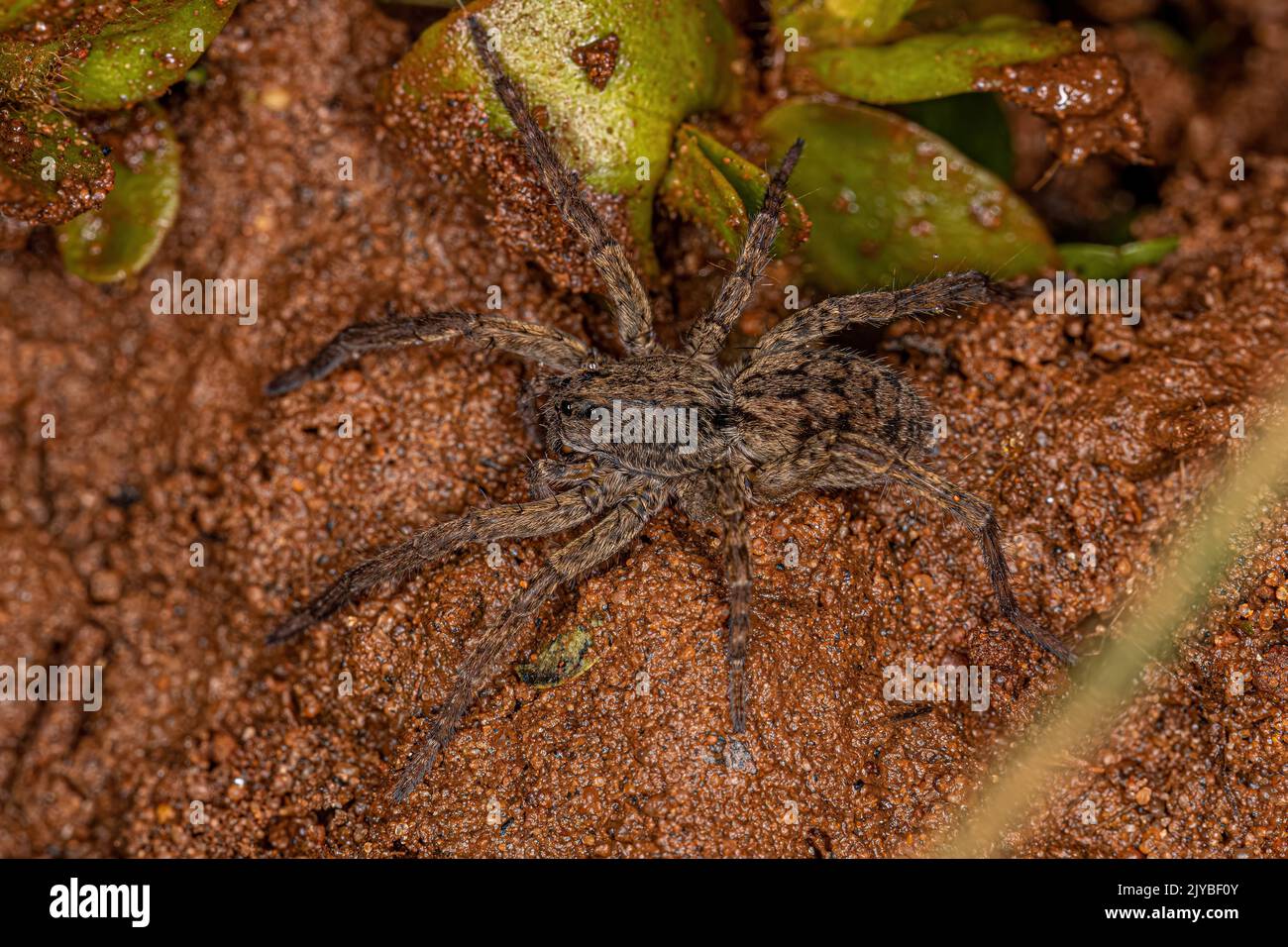 Small Wolf Spider of the Family Lycosidae Stock Photo - Alamy