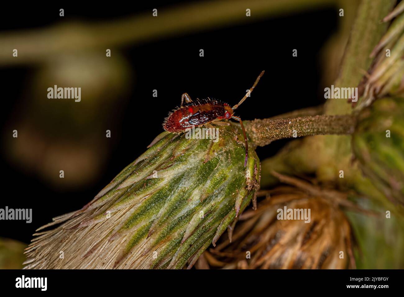 Miridae family hi-res stock photography and images - Alamy