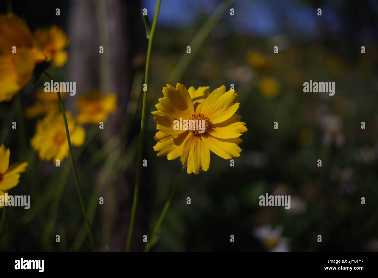Lance-leaf Coreopsis (Coreopsis lanceolata L.) in natural environment ...