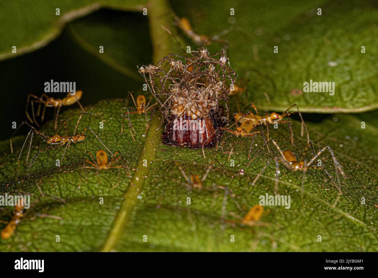 Assassin Bug Nymphs of the Tribe Harpactorini with eggs Stock Photo - Alamy