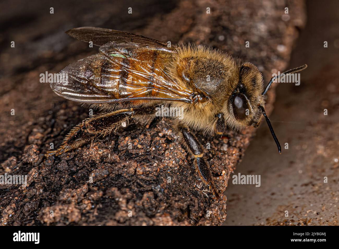 Adult Female Western Honey Bee of the species Apis mellifera Stock ...