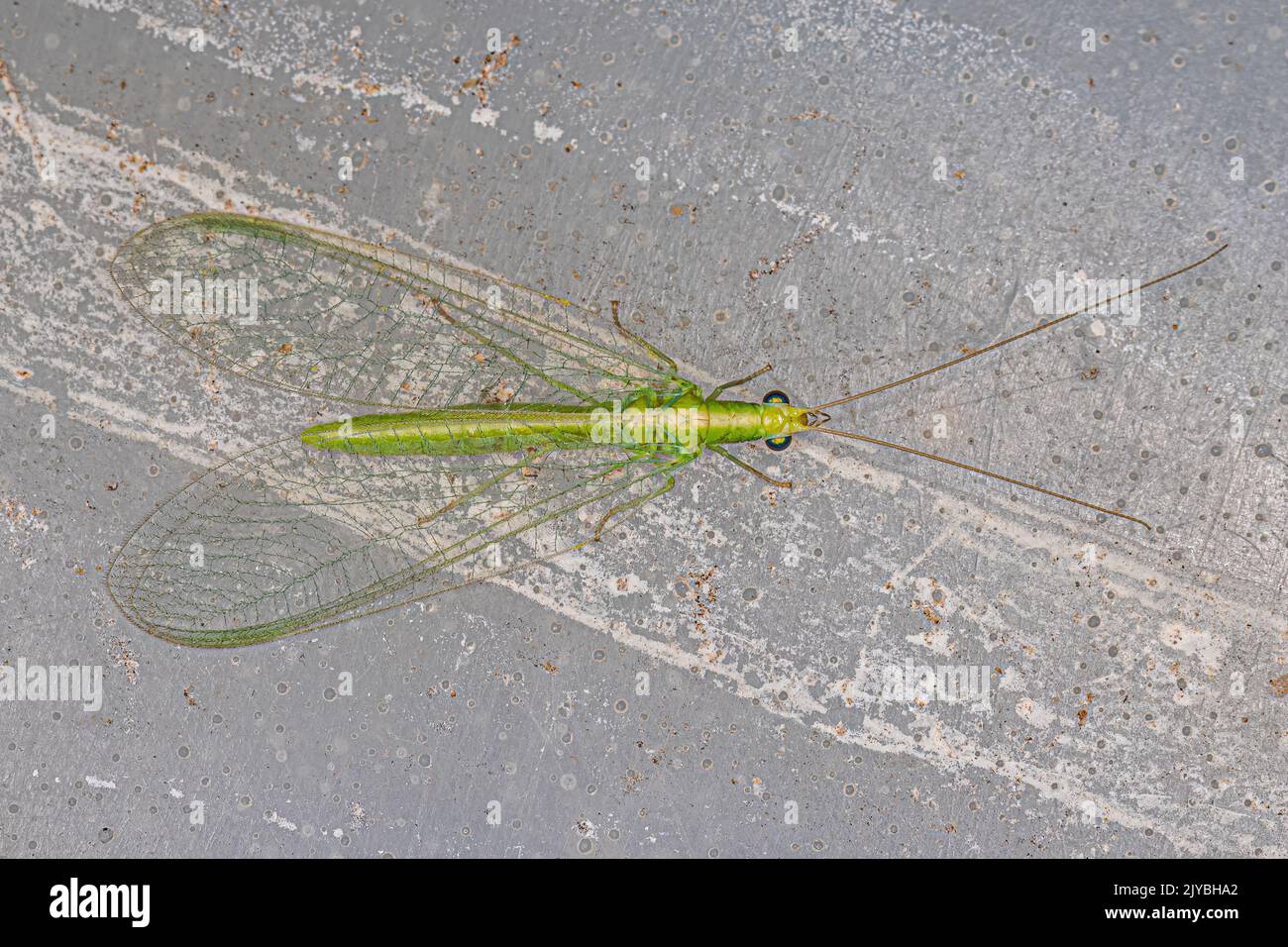 Adult Typical Green Lacewing of the Genus Chrysoperla Stock Photo - Alamy