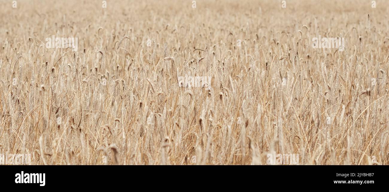 Dry ripe rye spicas of meadow field. Rural scenery, natural background ...