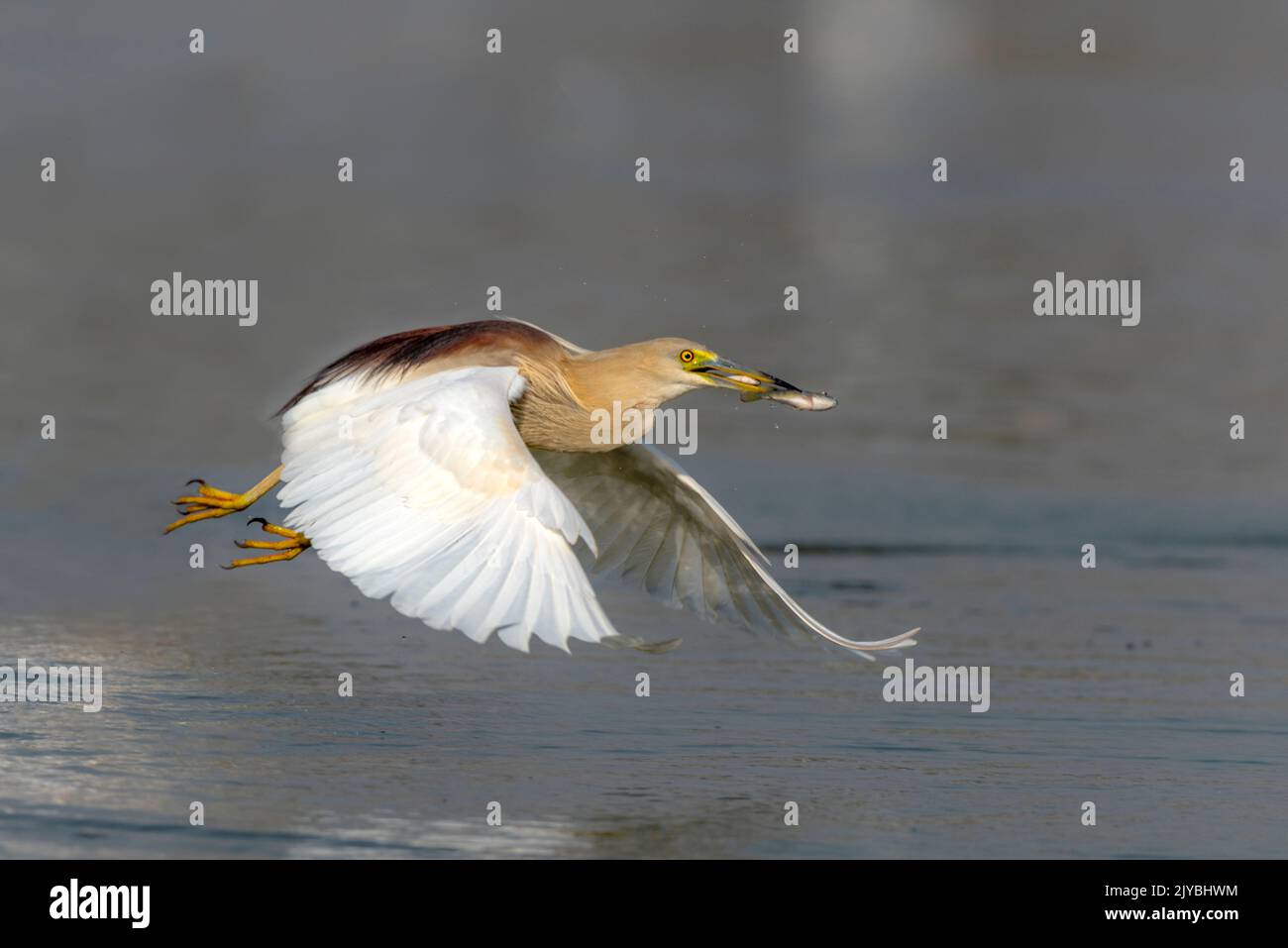 bird is flying and diving to prey fish in the pond,The Indian pond ...