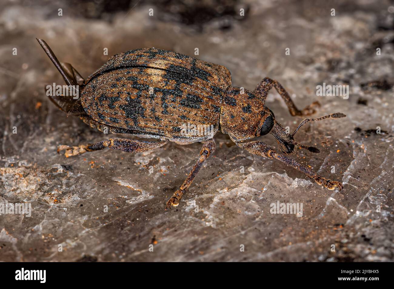Adult Cocoon Weevil of the Species Phelypera schuppeli Stock Photo - Alamy