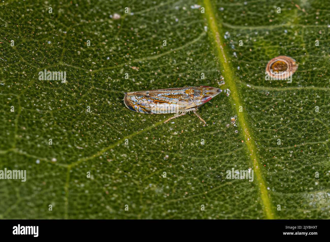 Small Typical Leafhopper of the genus Scaphytopius Stock Photo - Alamy
