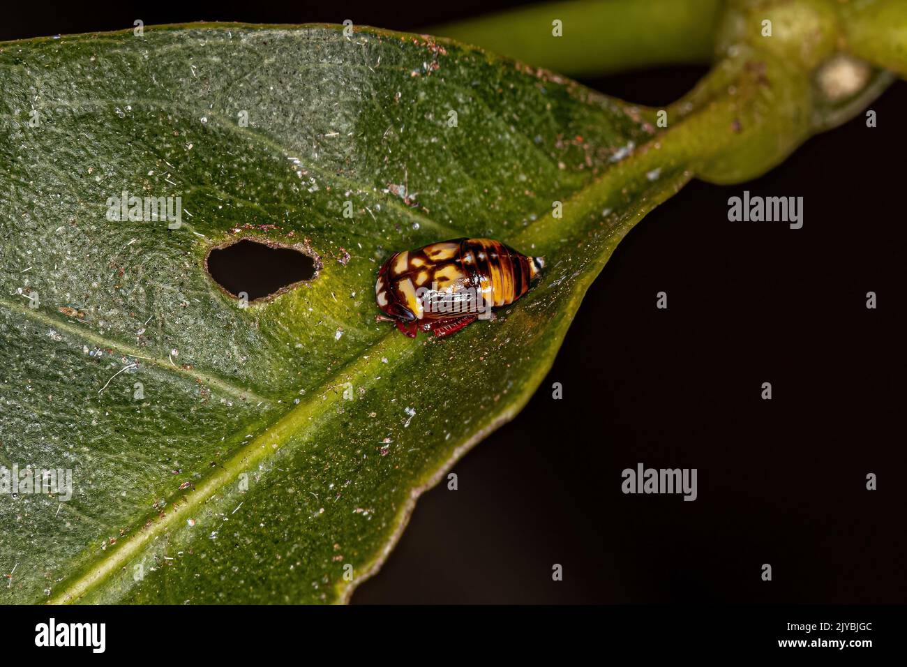 Small Typical Leafhopper Nymph of the Family Cicadellidae Stock Photo ...
