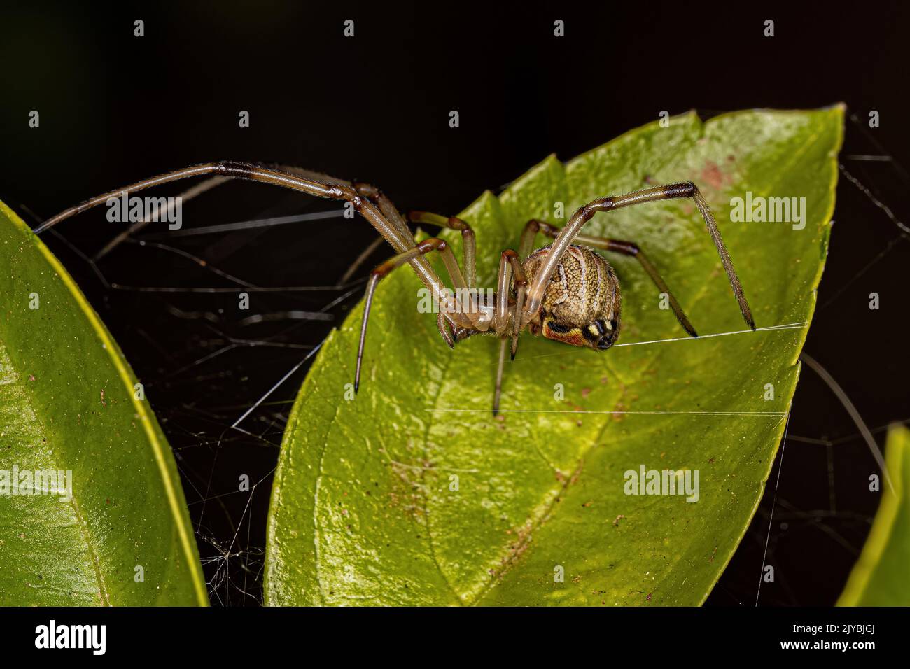 Female Adult Brown Widow Spider of the species Latrodectus geometricus ...
