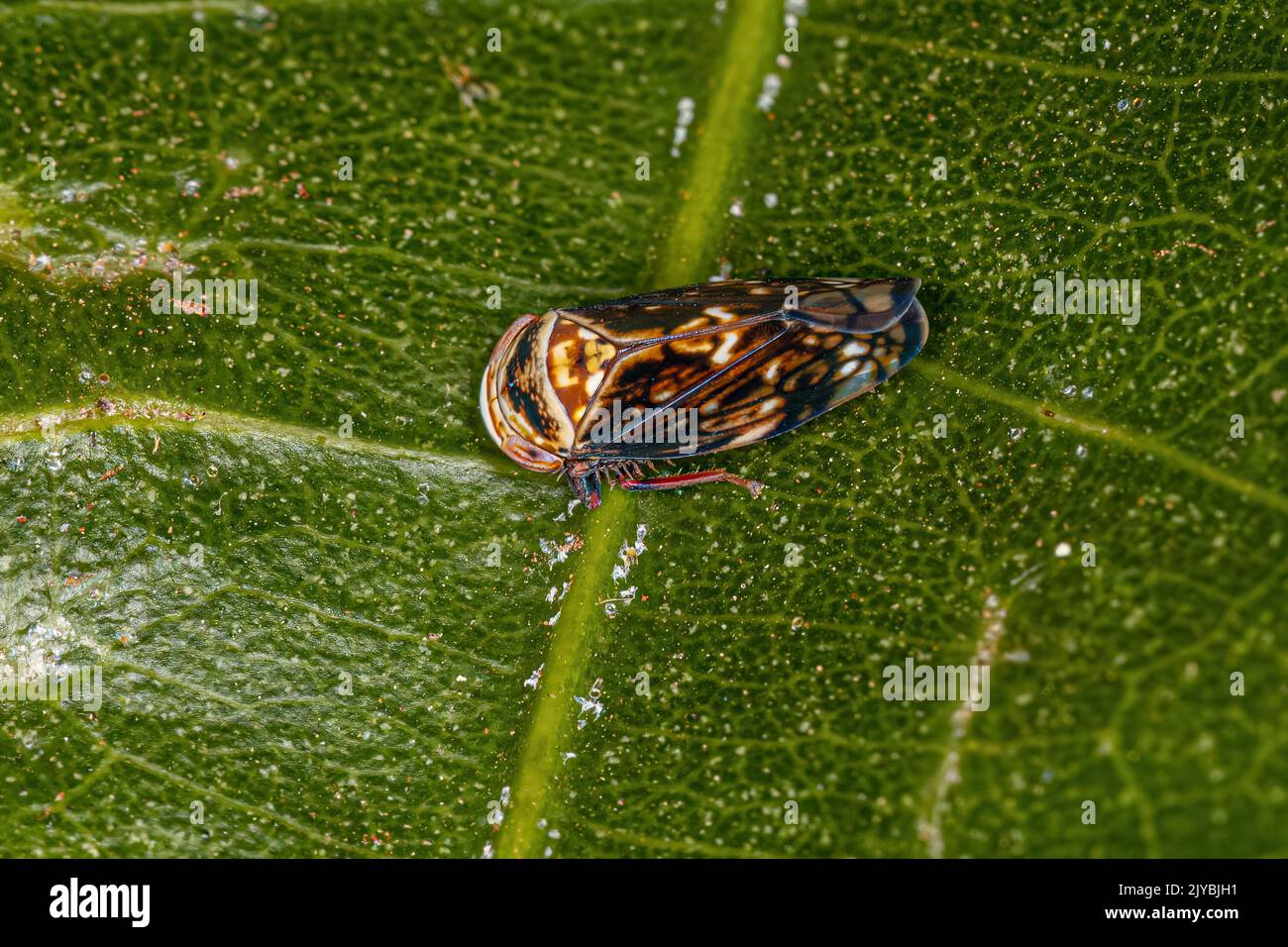 Small Typical Leafhopper of the Subfamily Deltocephalinae Stock Photo ...