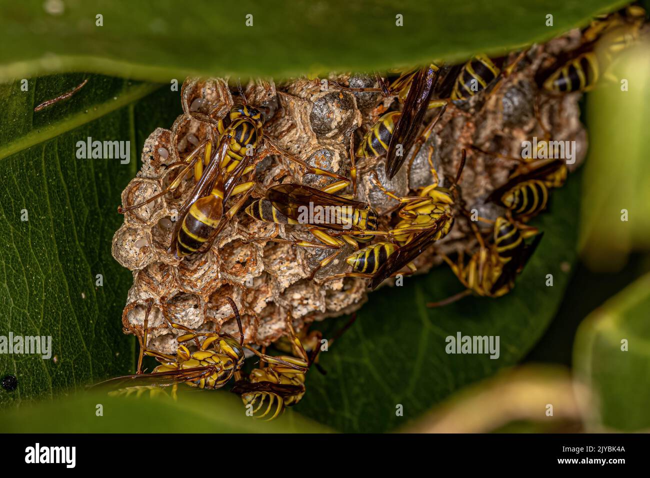 Adult Long-waisted Paper Wasps of the Genus Mischocyttarus Stock Photo ...
