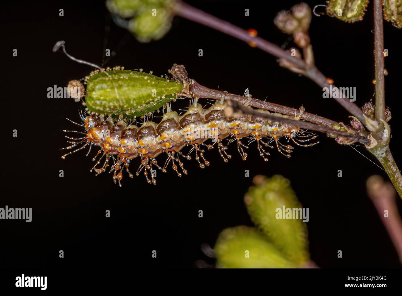 Small Plume Moth Caterpillar of the Family Pterophoridae Stock Photo ...