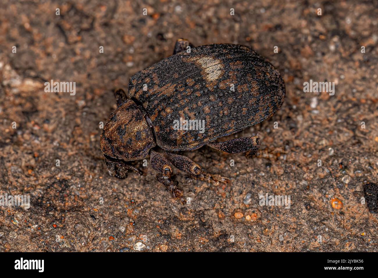 Adult Cocoon Weevil of the Species Phelypera schuppeli Stock Photo - Alamy