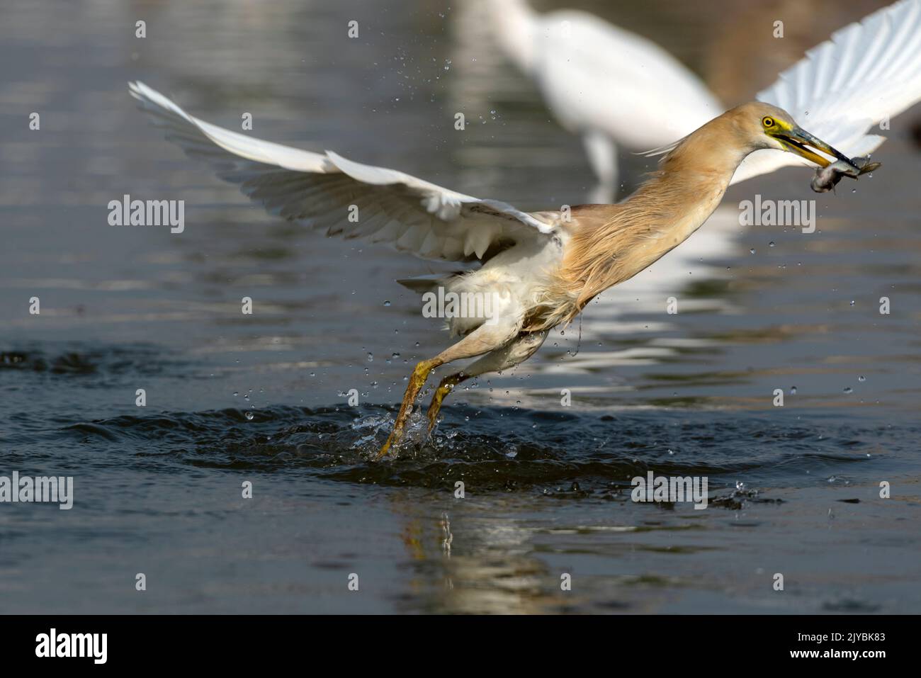 bird is flying and diving to prey fish in the pond,The Indian pond ...