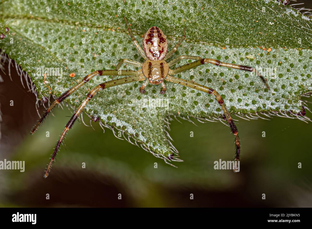 Adult Male Crab Spider of the Family Thomisidae Stock Photo - Alamy
