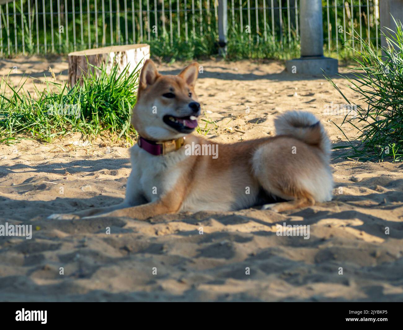 Shiba Inu plays on the dog playground in the park. Cute dog of shiba ...