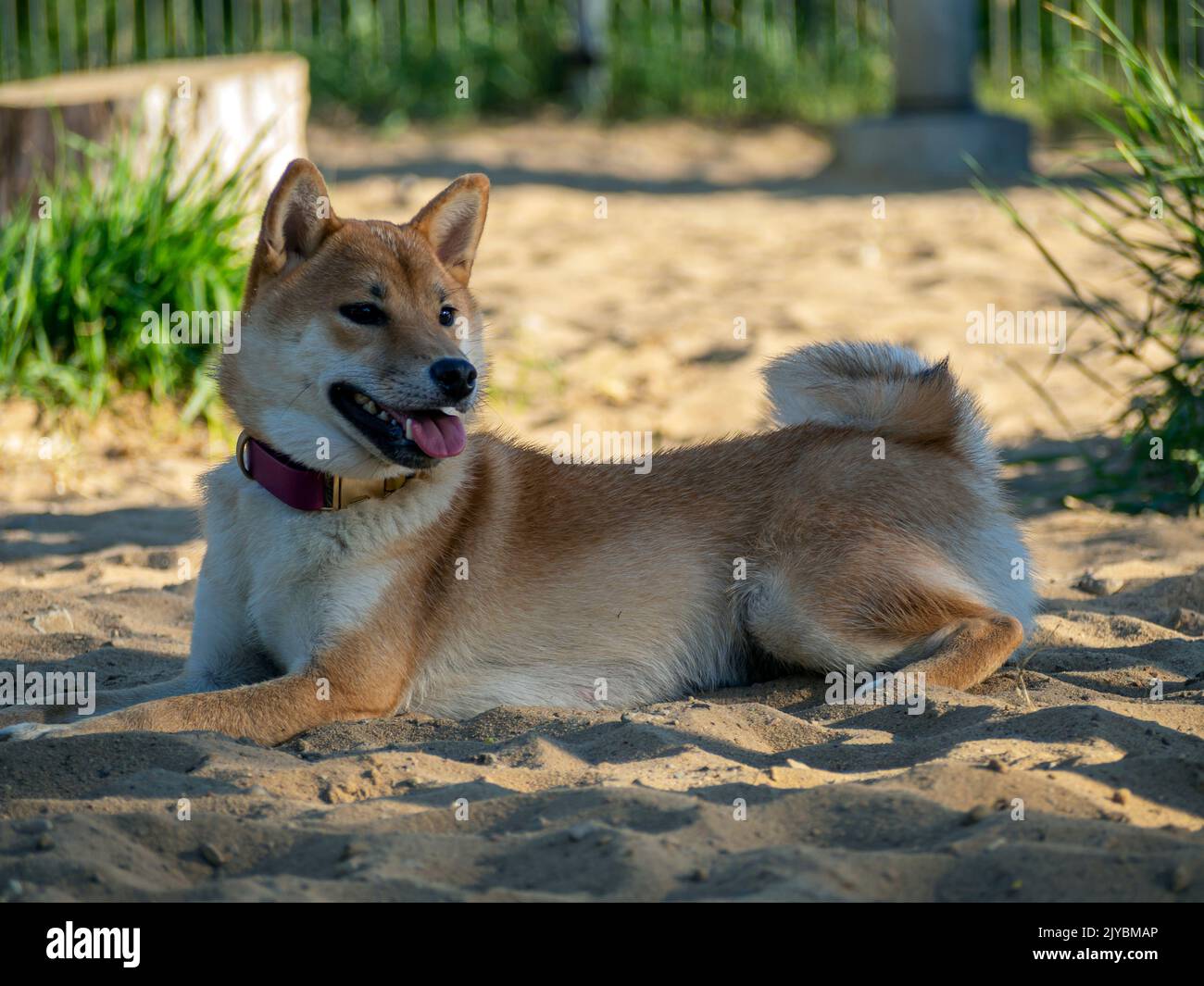 Shiba Inu plays on the dog playground in the park. Cute dog of shiba ...