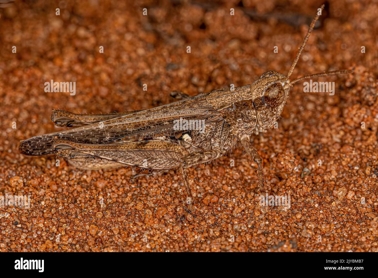 Adult Short-horned Grasshopper of the Family Acrididae Stock Photo - Alamy